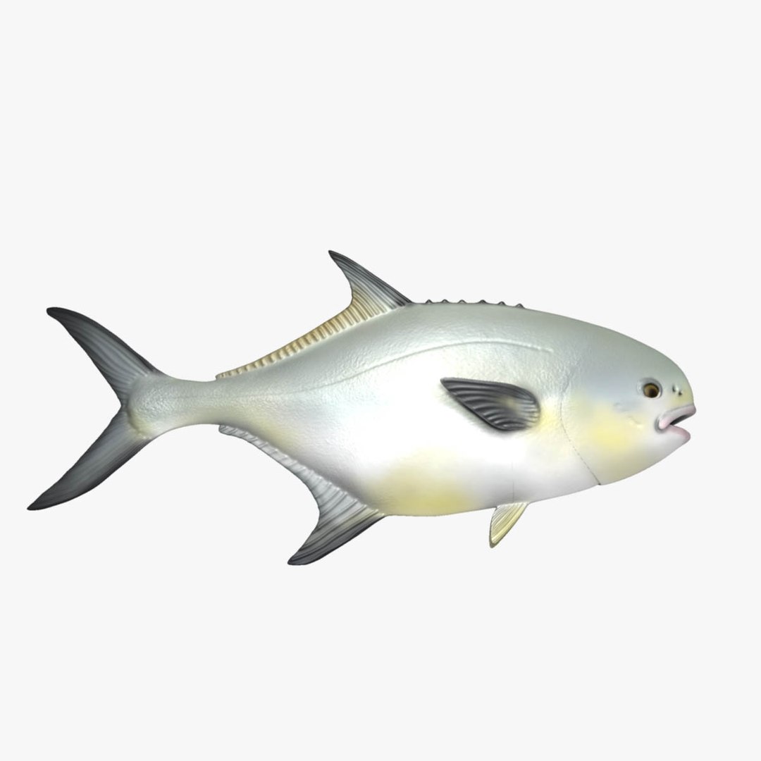 Permit Fish 3d Model