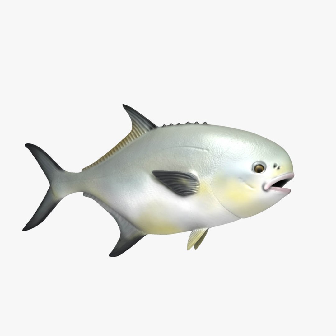 Permit Fish 3d Model