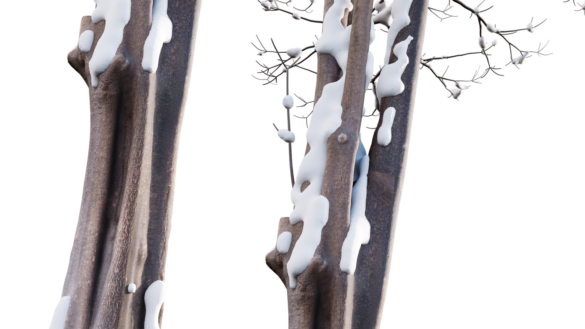 3D Alstonia Scholaris - Milkwood - Snow - TurboSquid 1806519