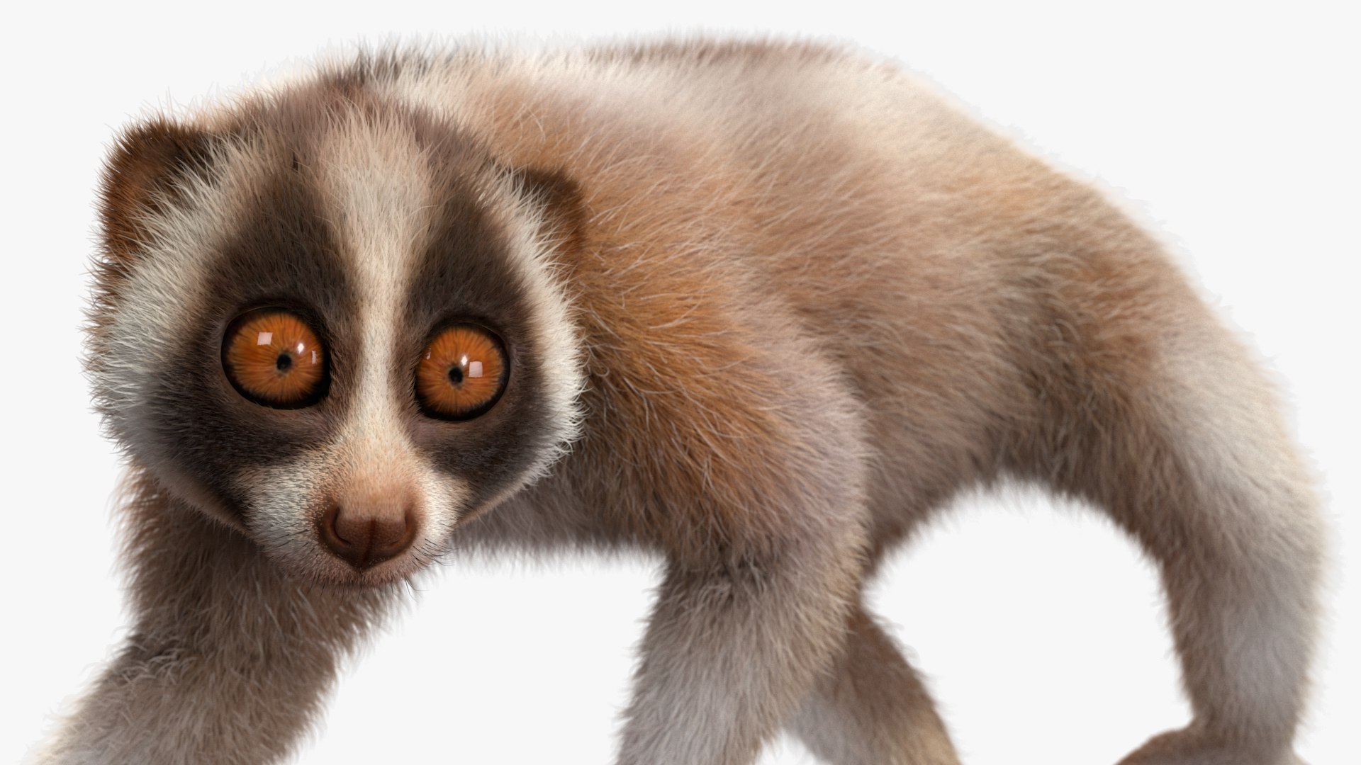 Bangka Slow Loris Fur Model - TurboSquid 2141551
