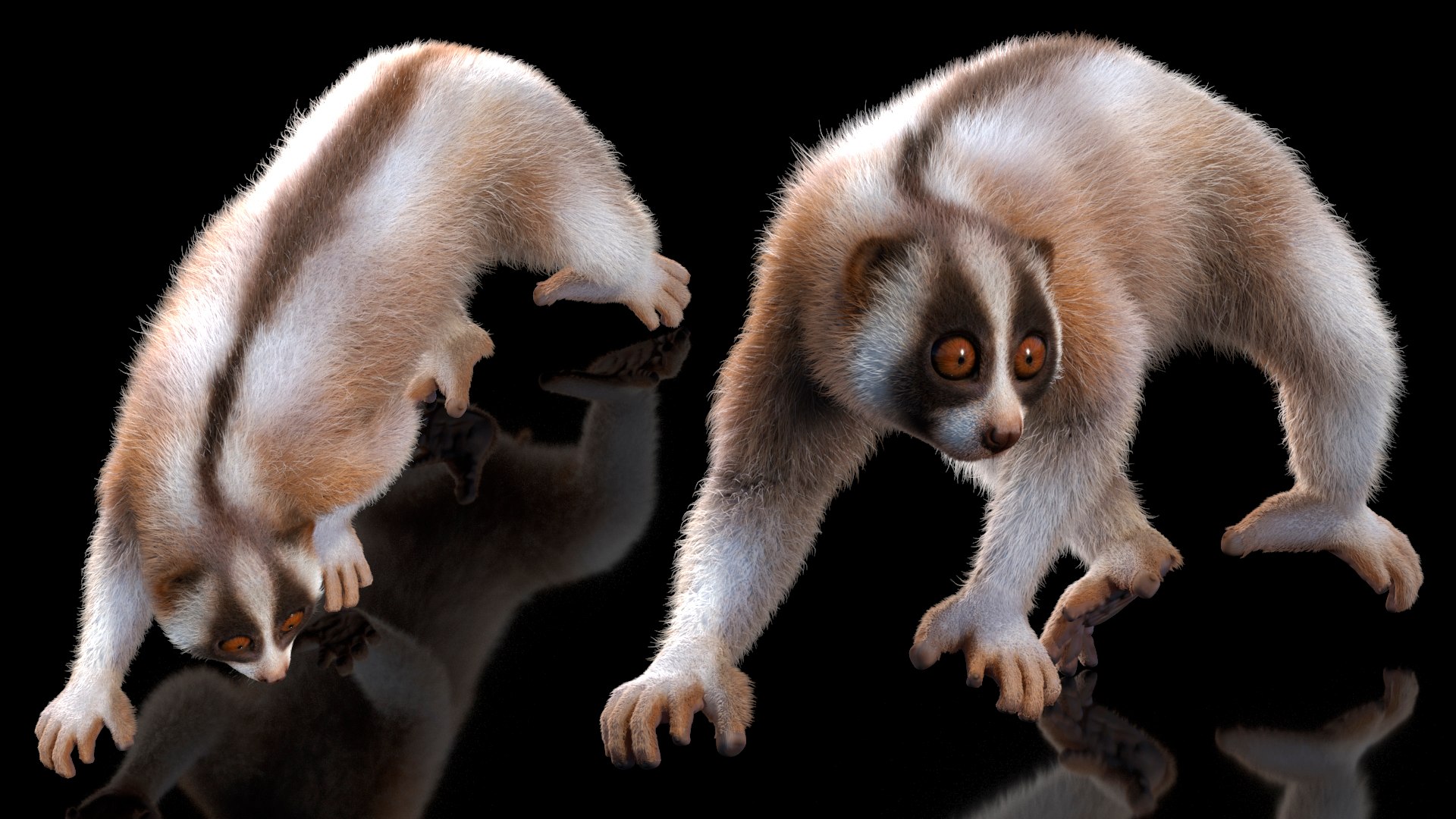 Bangka Slow Loris Fur Model - TurboSquid 2141551