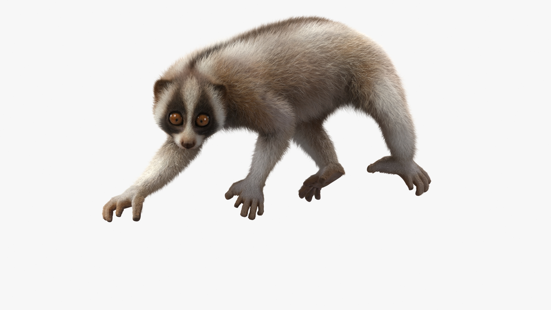 Bangka Slow Loris Fur Model - TurboSquid 2141551