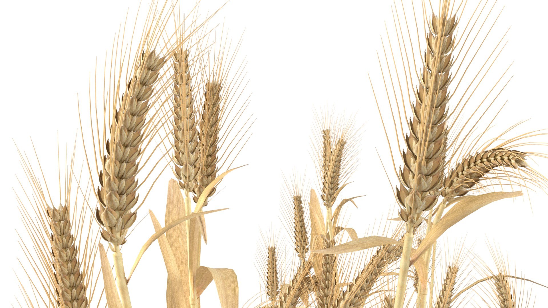 Wheat Dried Bush 3D - TurboSquid 2408822