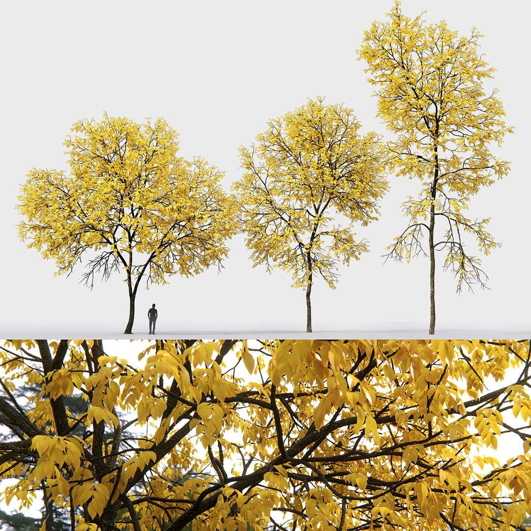 Tree Ash Ash-tree 3D Model - TurboSquid 1688282