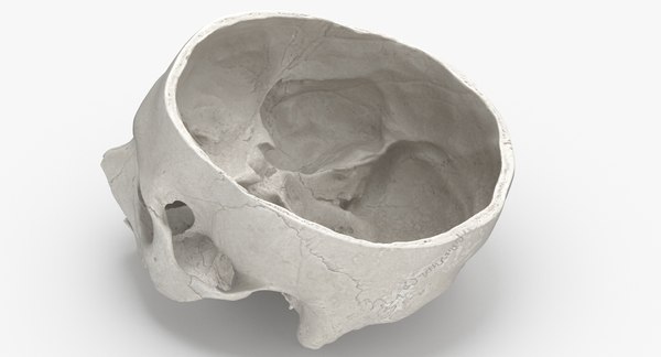 modelo 3d Cráneo humano real Cranial 02 Cut White - TurboSquid 1555192