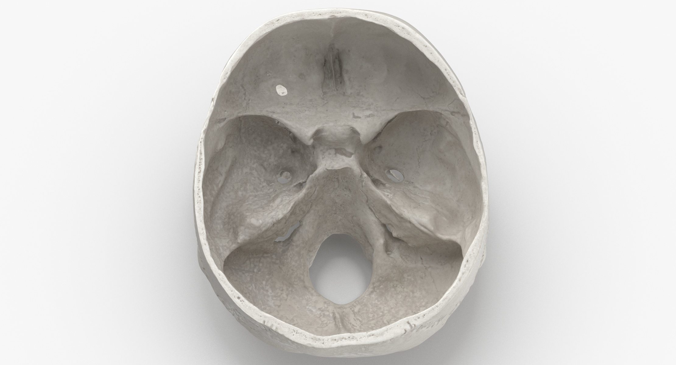 modelo 3d Cráneo humano real Cranial 02 Cut White - TurboSquid 1555192