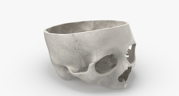 modelo 3d Cráneo humano real Cranial 02 Cut White - TurboSquid 1555192