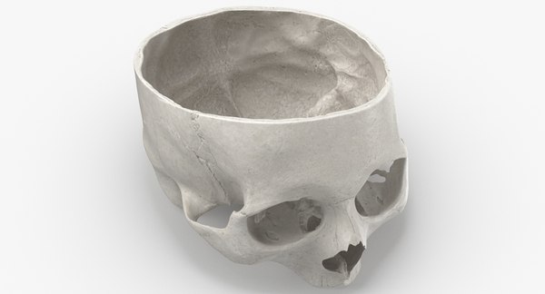 modelo 3d Cráneo humano real Cranial 02 Cut White - TurboSquid 1555192