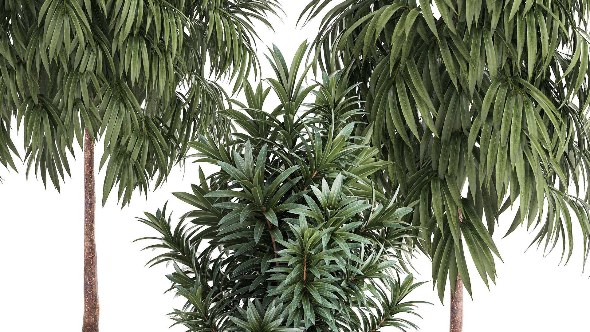 3D Beautiful Plants Ficus Alii Tree Oleander In Pots 1357 model ...