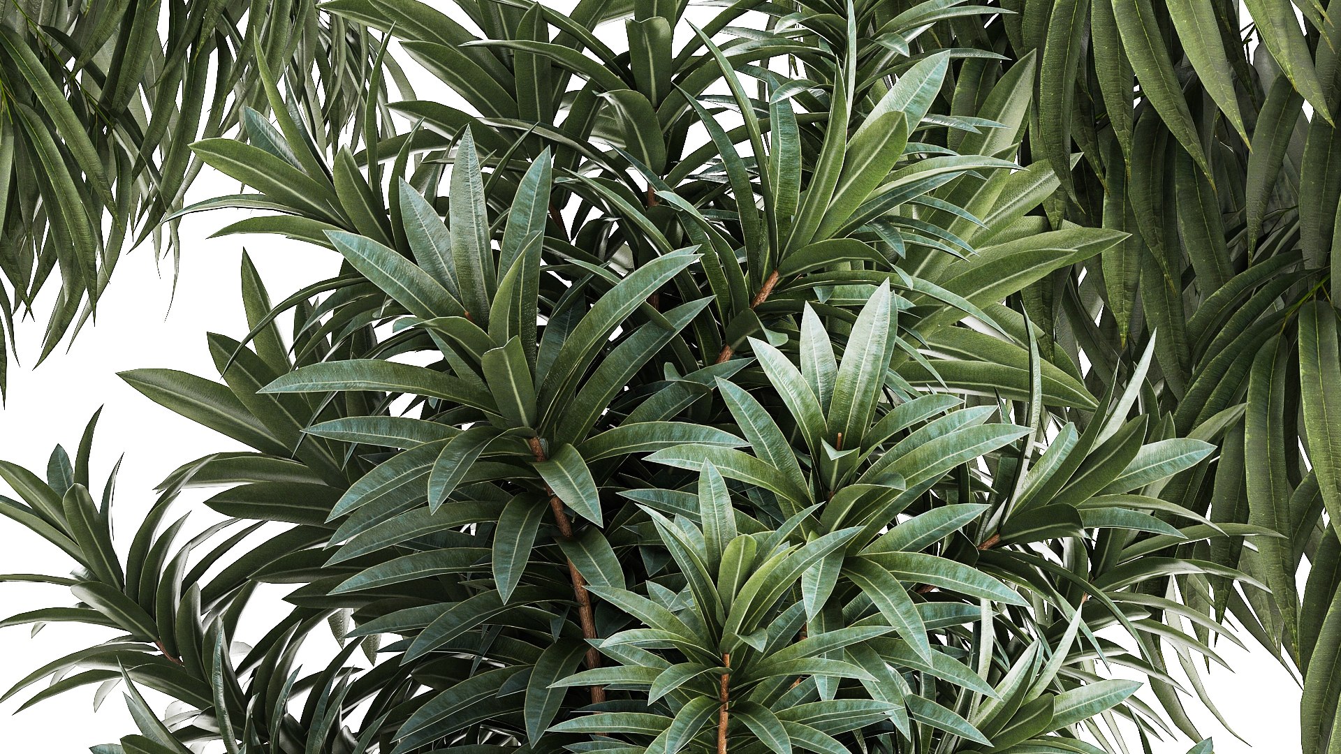 3D Beautiful Plants Ficus Alii Tree Oleander In Pots 1357 model ...