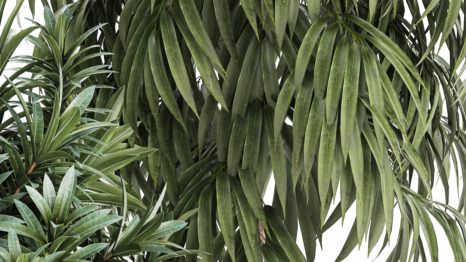 3D Beautiful Plants Ficus Alii Tree Oleander In Pots 1357 model ...