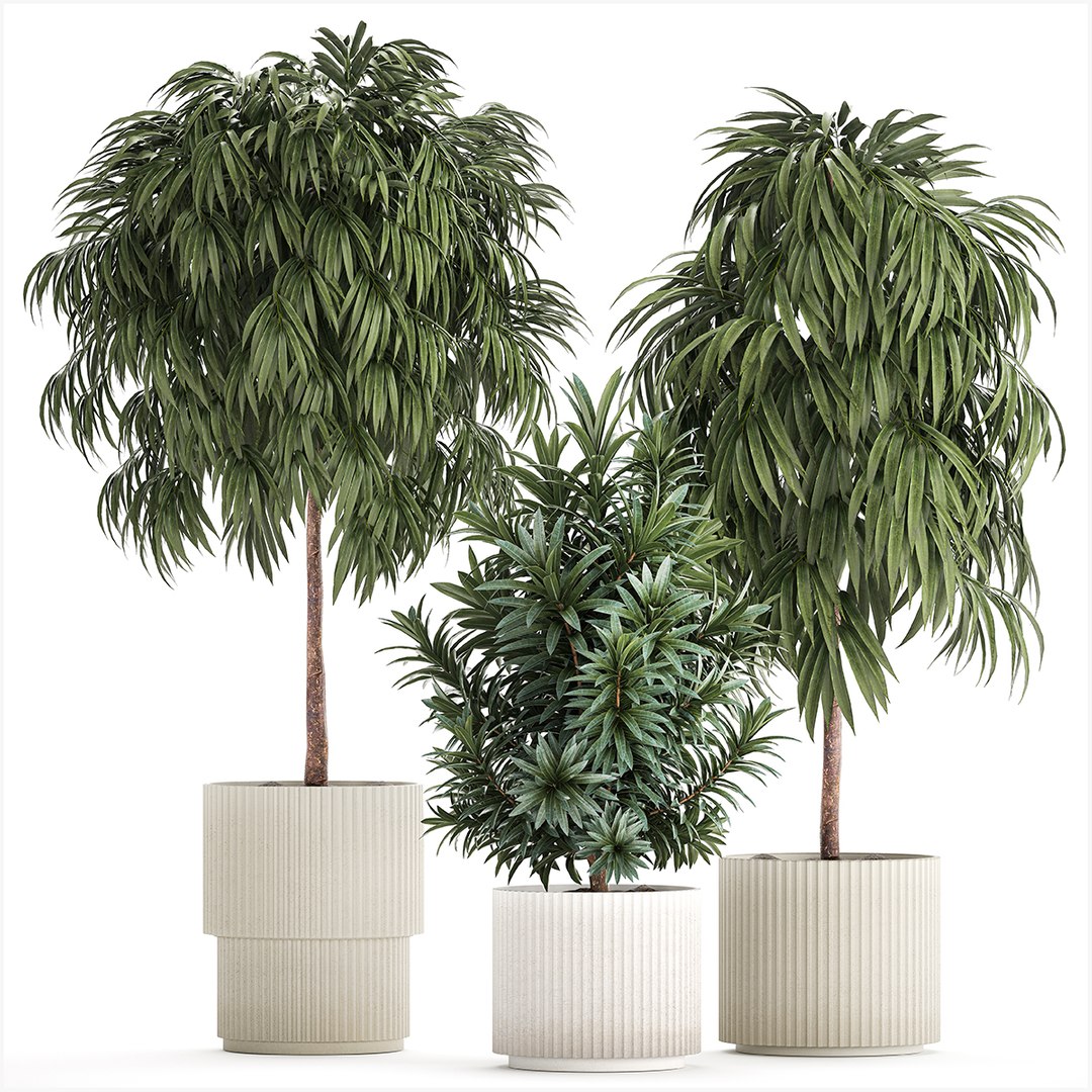 3D Beautiful Plants Ficus Alii Tree Oleander In Pots 1357 model ...