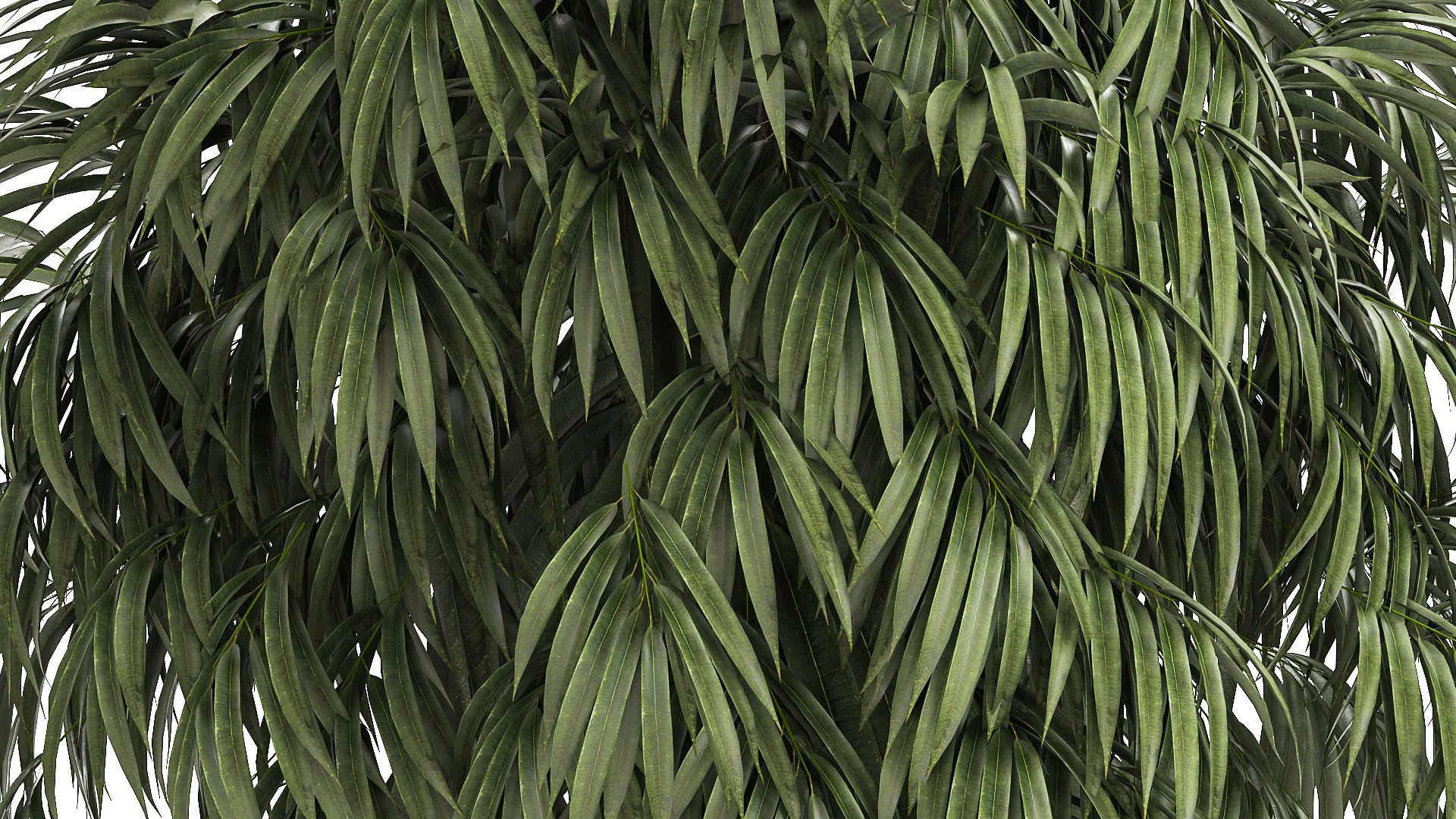 3D Beautiful Plants Ficus Alii Tree Oleander In Pots 1357 model ...