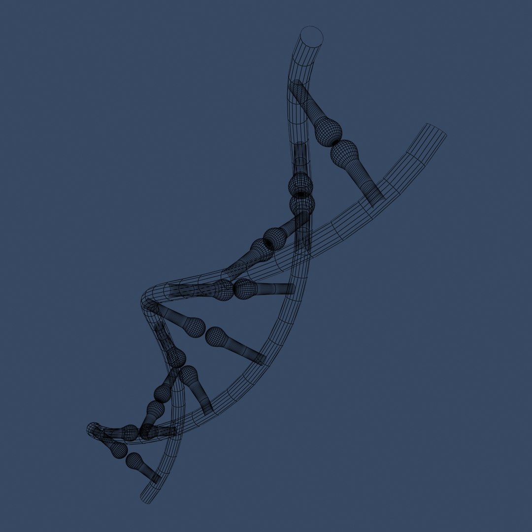 3d Model Human Dna