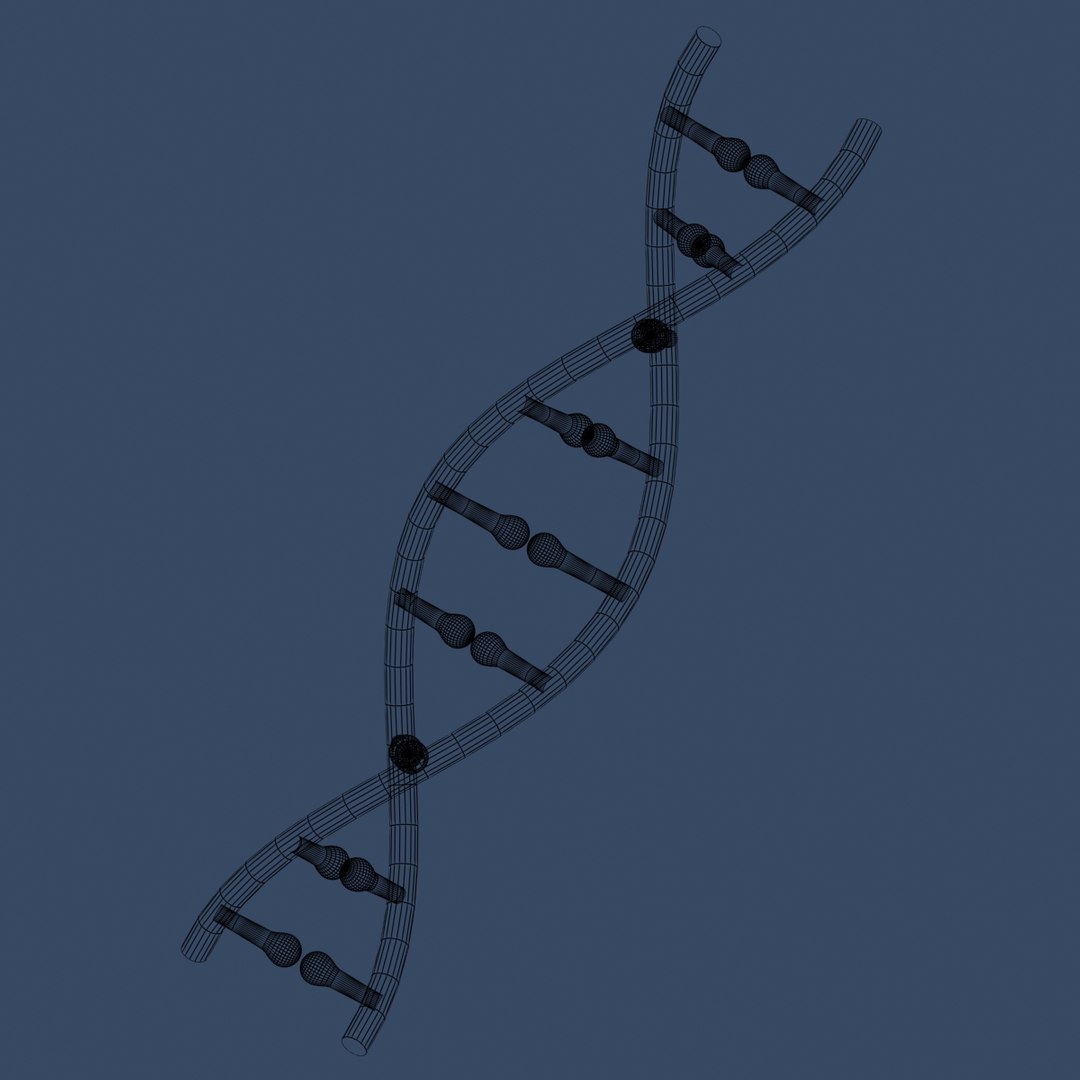 3d Model Human Dna