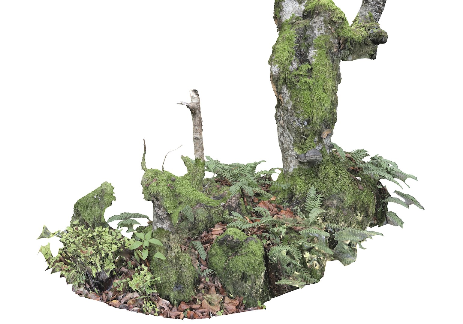 Forest Asset Hd 3D Model - TurboSquid 1640979