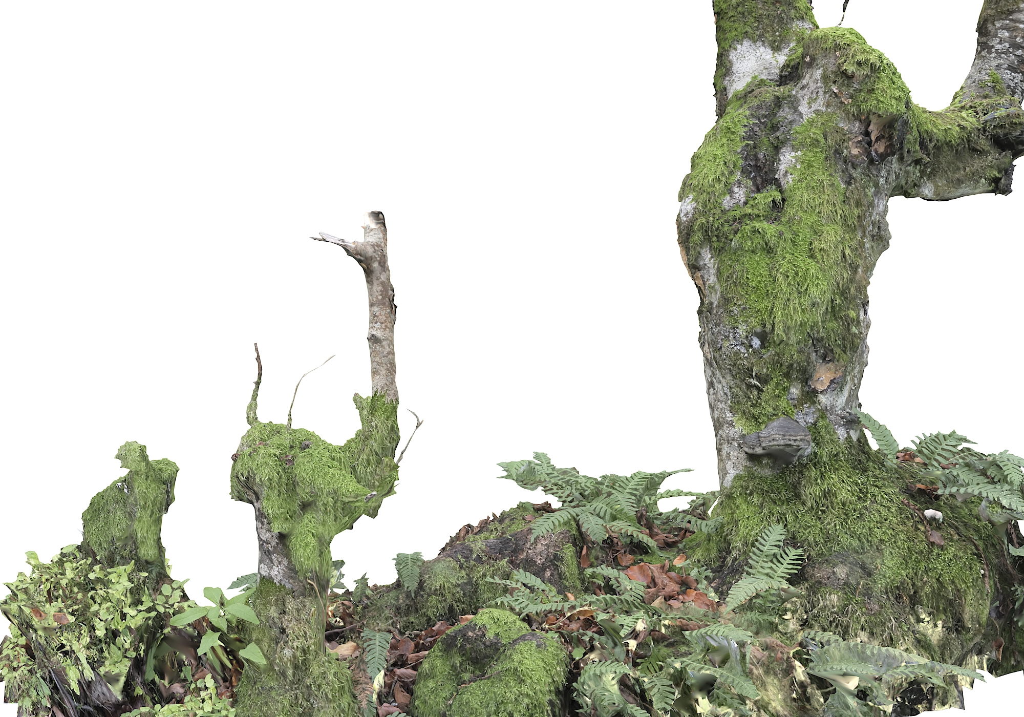 Forest asset hd 3D model - TurboSquid 1640979