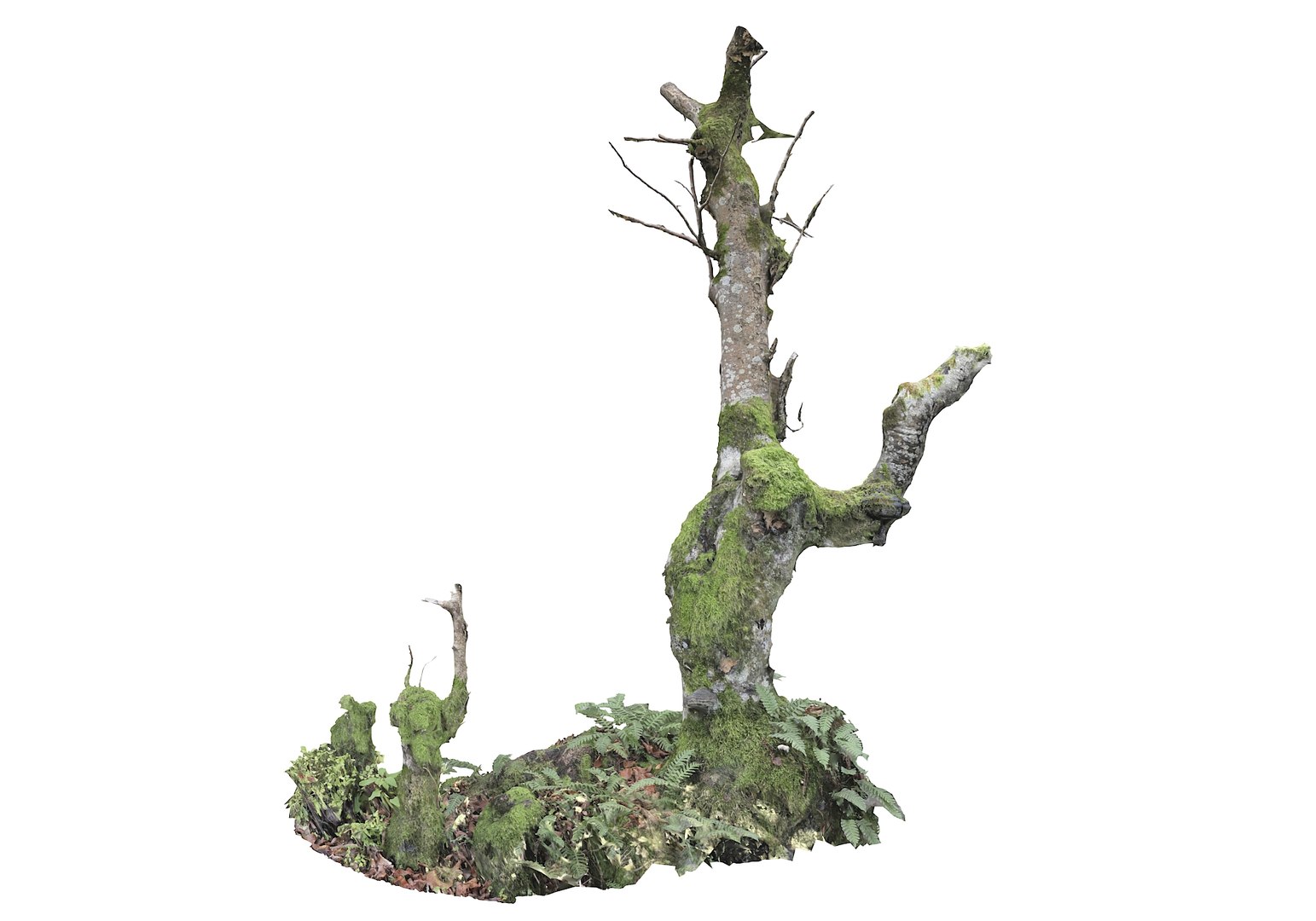 Forest Asset Hd 3D Model - TurboSquid 1640979