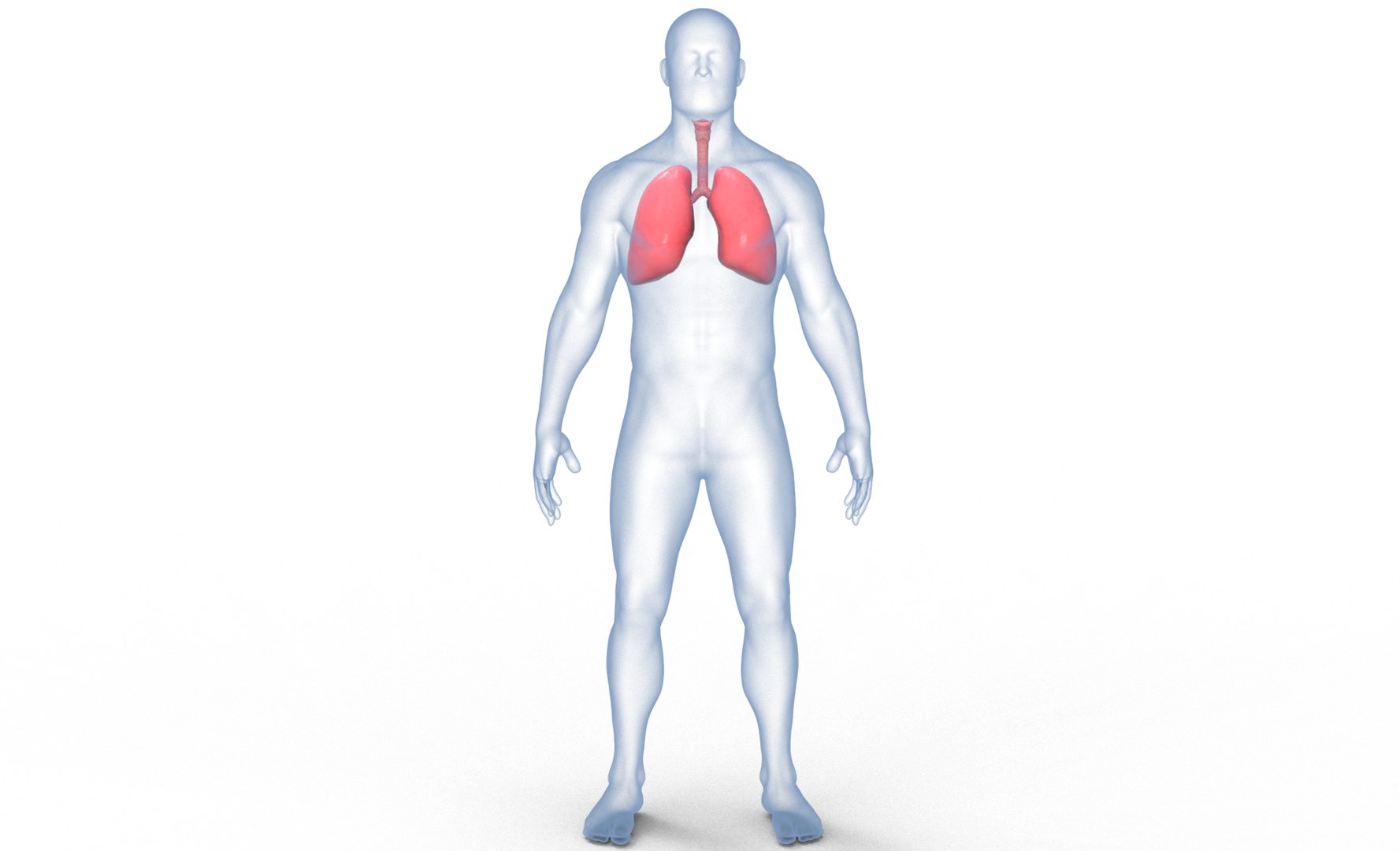 3D Model Anatomy Human Man - TurboSquid 1509131