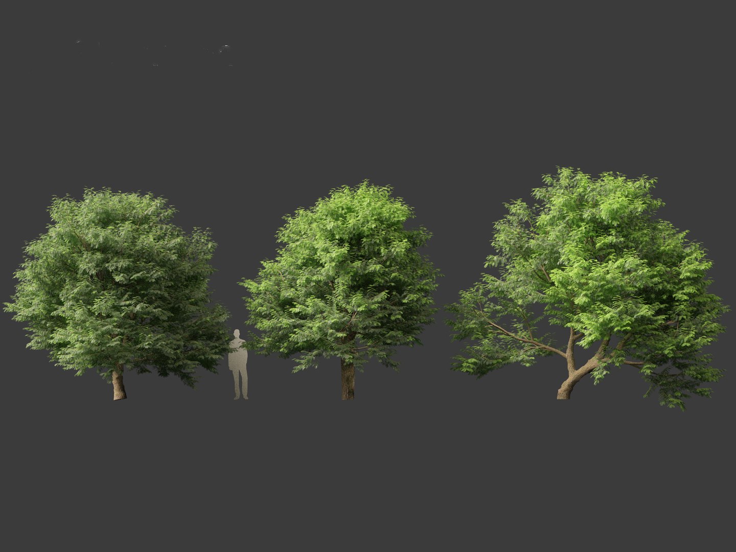 3D Model Tamarindus Indica - Tamarind Tree - TurboSquid 2148618