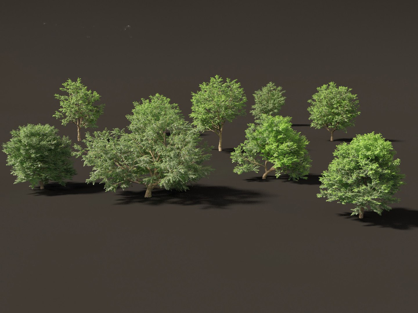3D Model Tamarindus Indica - Tamarind Tree - TurboSquid 2148618