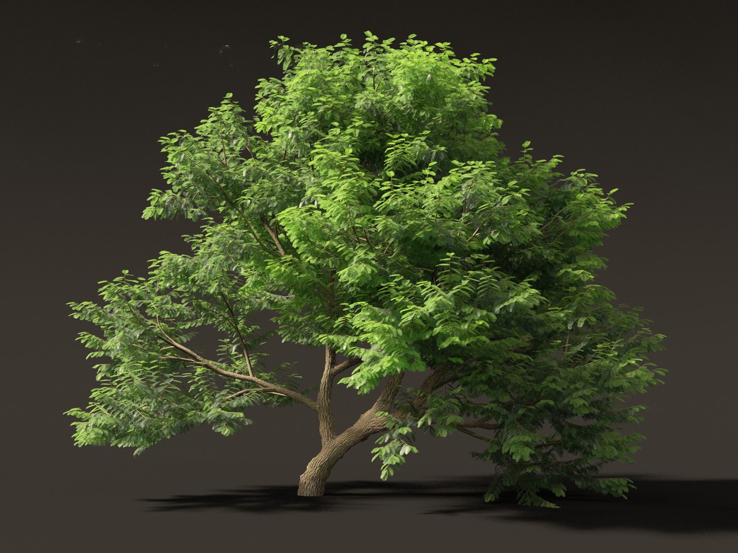 3D Model Tamarindus Indica - Tamarind Tree - TurboSquid 2148618