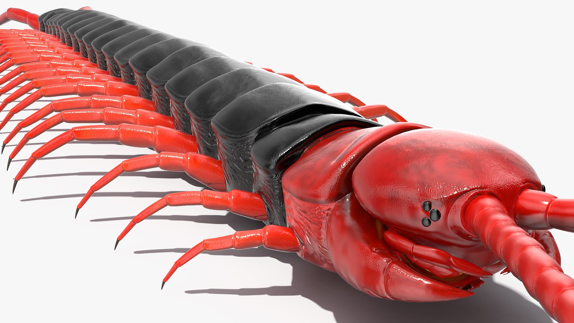 Scolopendra subspinipes mutilans model - TurboSquid 1546432