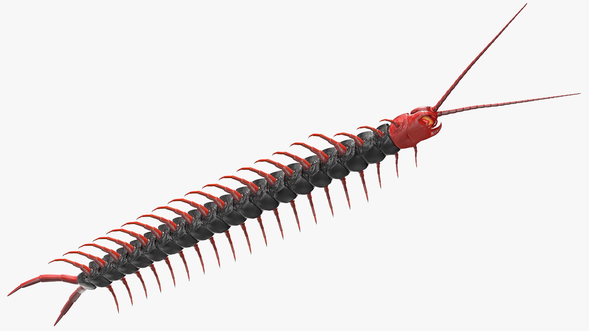 Scolopendra subspinipes mutilans model - TurboSquid 1546432