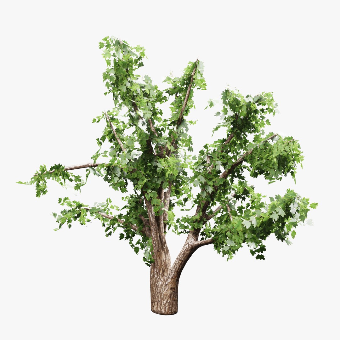 Free Simple Tree Model - TurboSquid 1877711