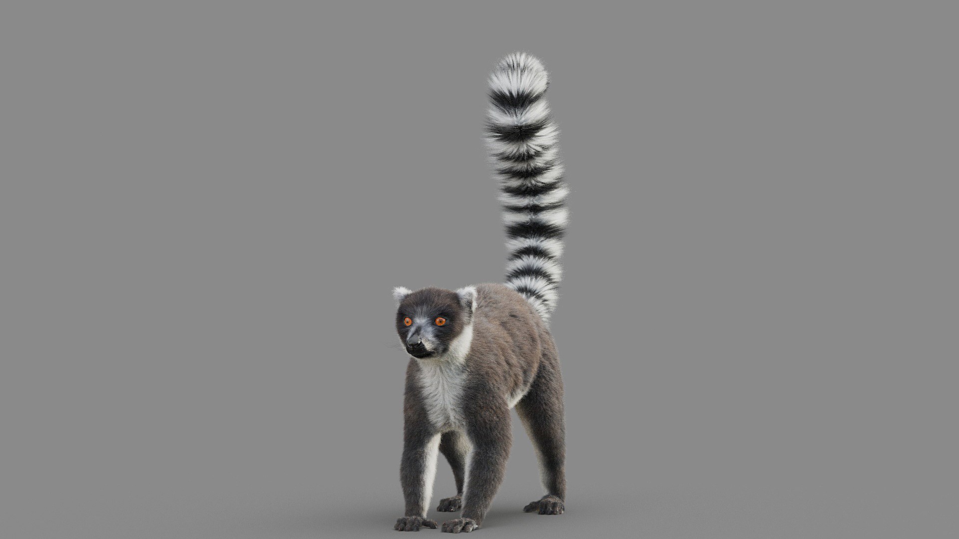 3D model Ring Tailed Lemur - TurboSquid 1773180