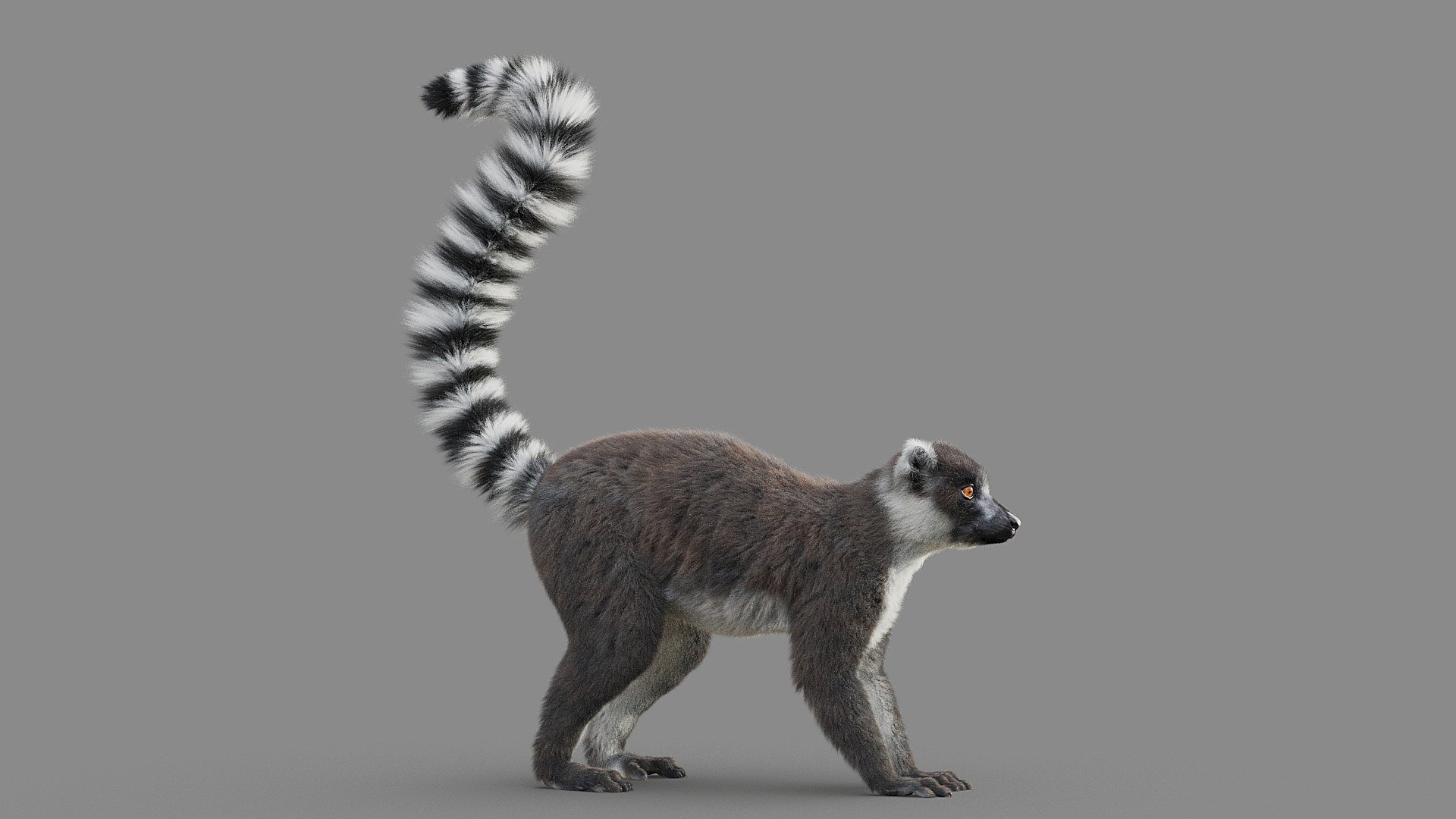 3D Model Ring Tailed Lemur - TurboSquid 1773180