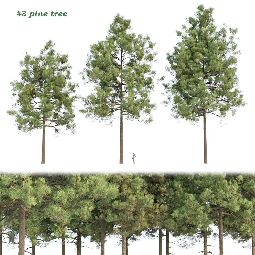 3D Pine Trees Collection Vol 51 - TurboSquid 1955965