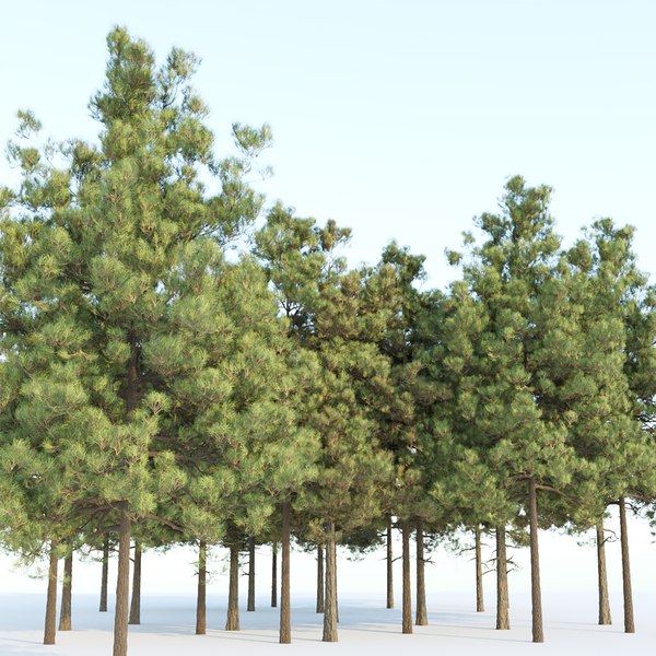 3D pine trees collection vol 51 - TurboSquid 1955965