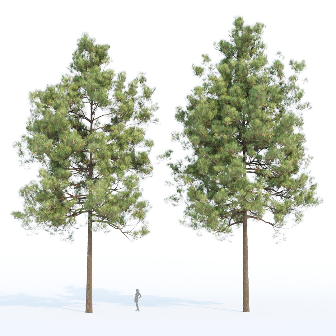 3D Pine Trees Collection Vol 51 - TurboSquid 1955965