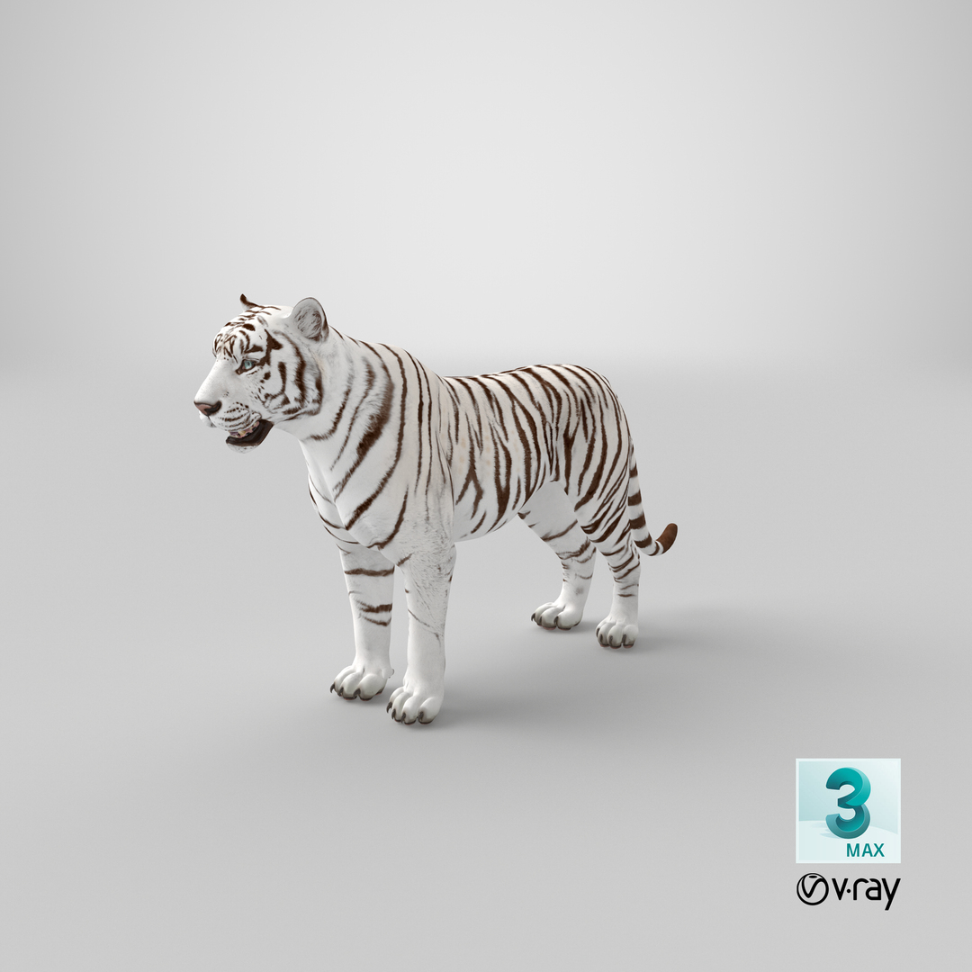 White tiger 3D model - TurboSquid 1271758