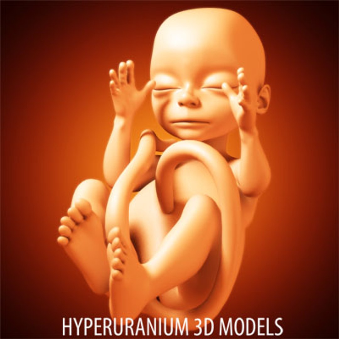 Fetus 3d Model