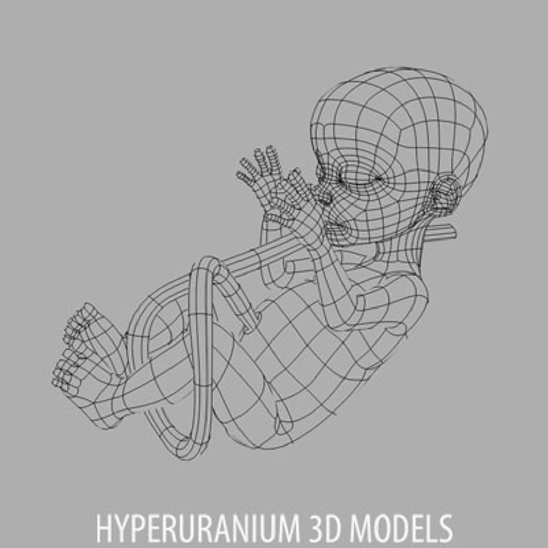 fetus 3d model