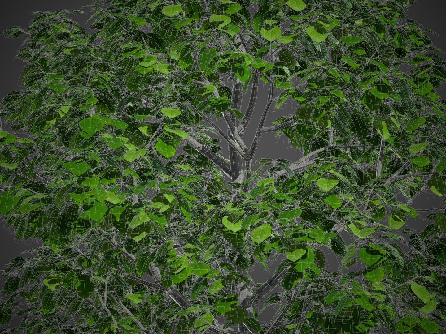 2021 PBR European Beech Collection - Fagus Sylvatica 3D - TurboSquid ...
