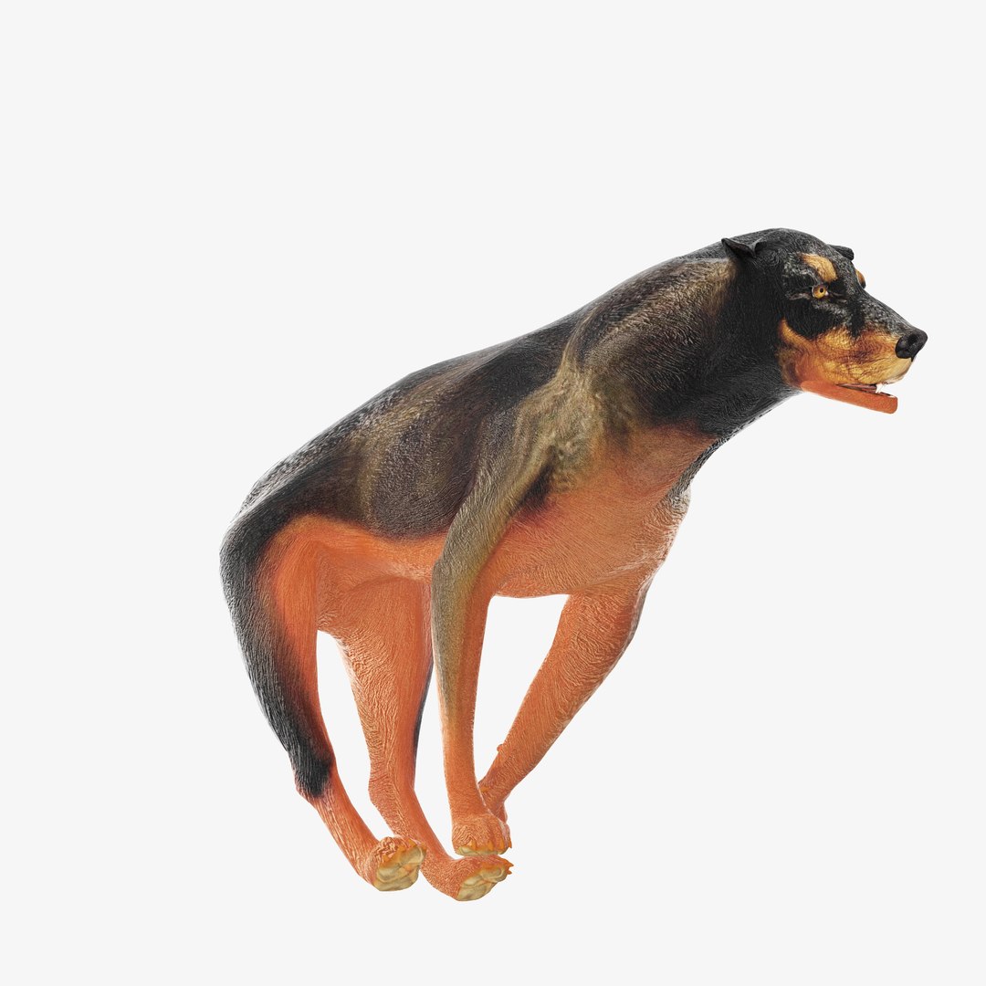 Realistic Rottweiler Rigged 3d Model