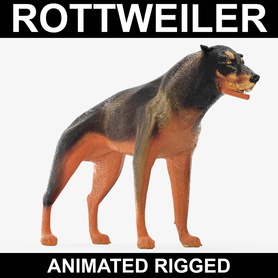Realistic Rottweiler Rigged 3d Model