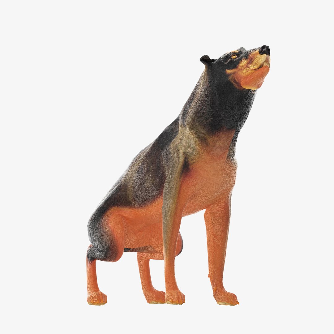 Realistic Rottweiler Rigged 3d Model