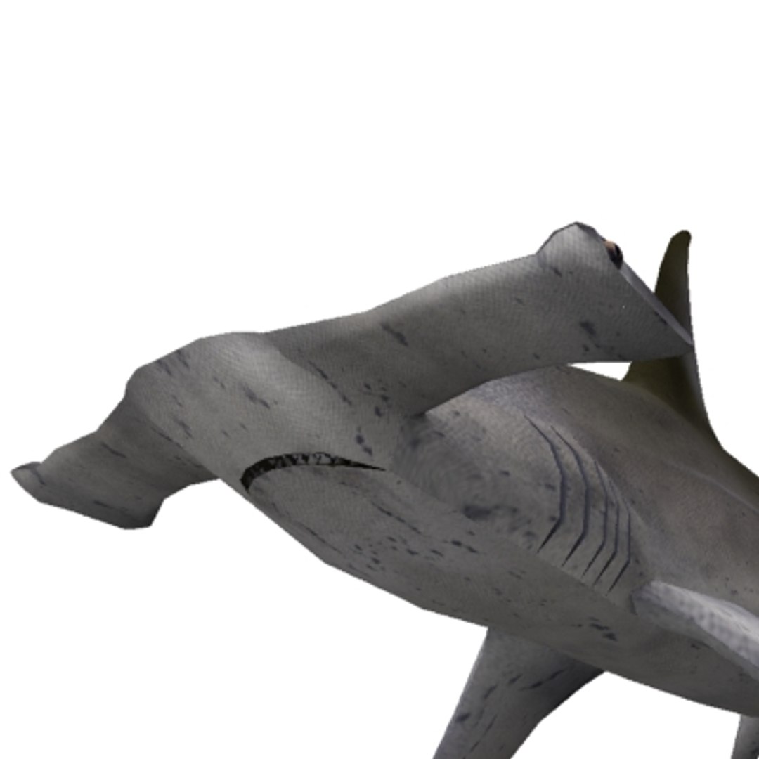 Hammerhead Animation 3d Model
