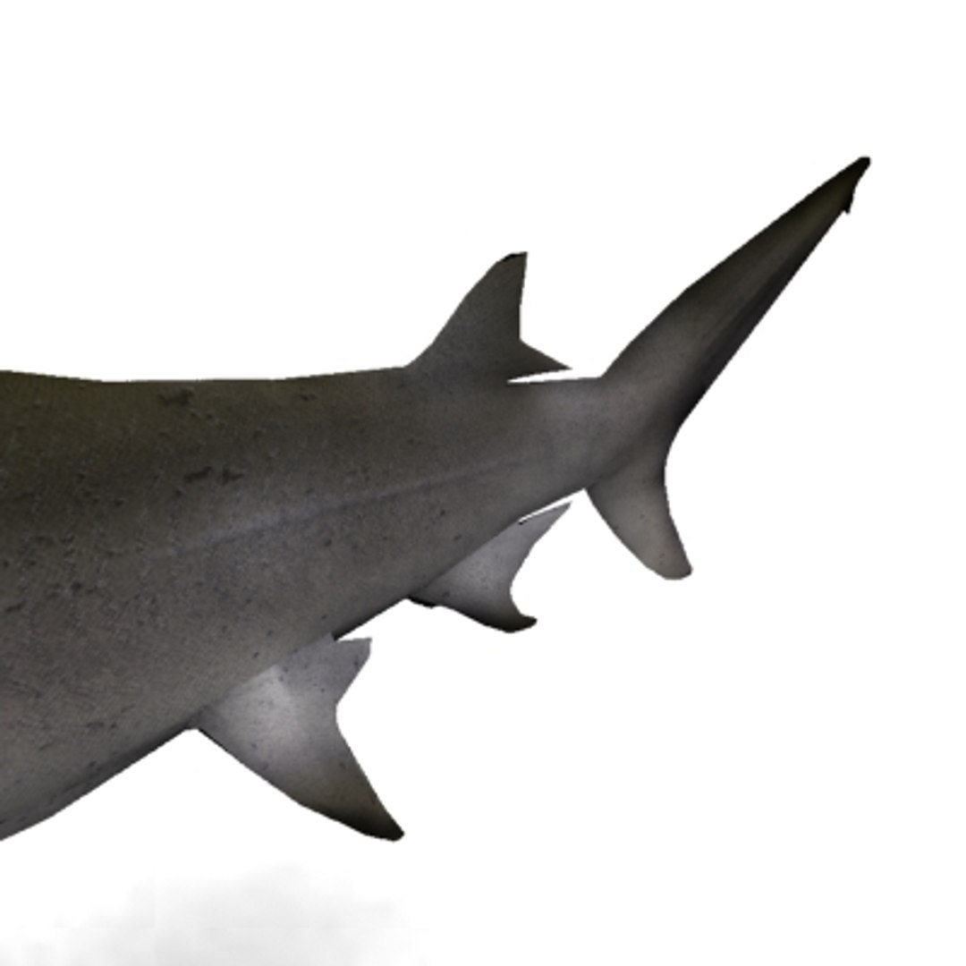 Hammerhead Animation 3d Model