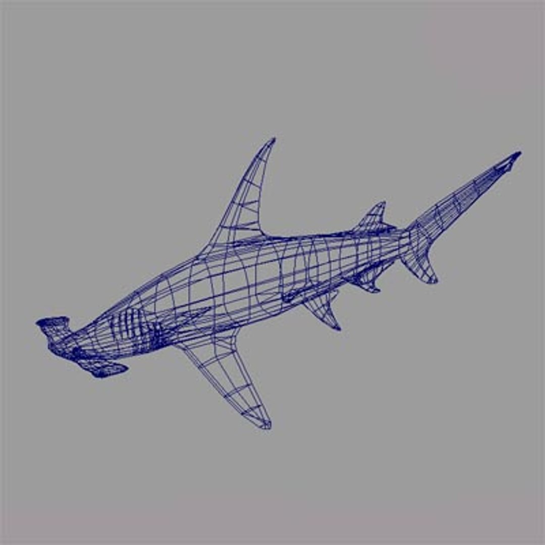 Hammerhead Animation 3d Model