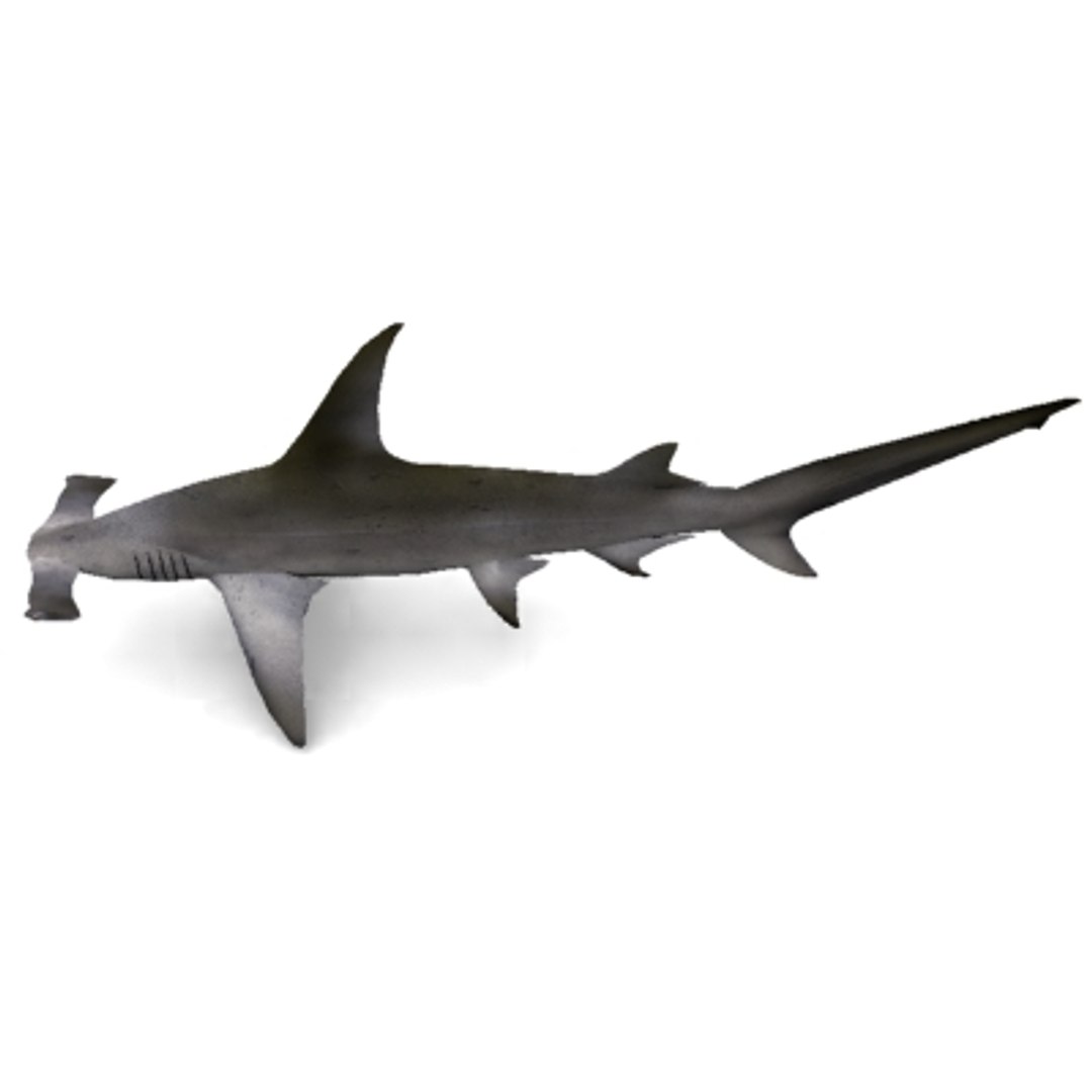 Hammerhead Animation 3d Model