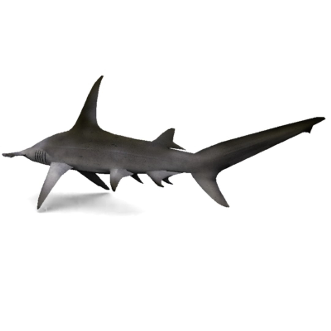 Hammerhead Animation 3d Model