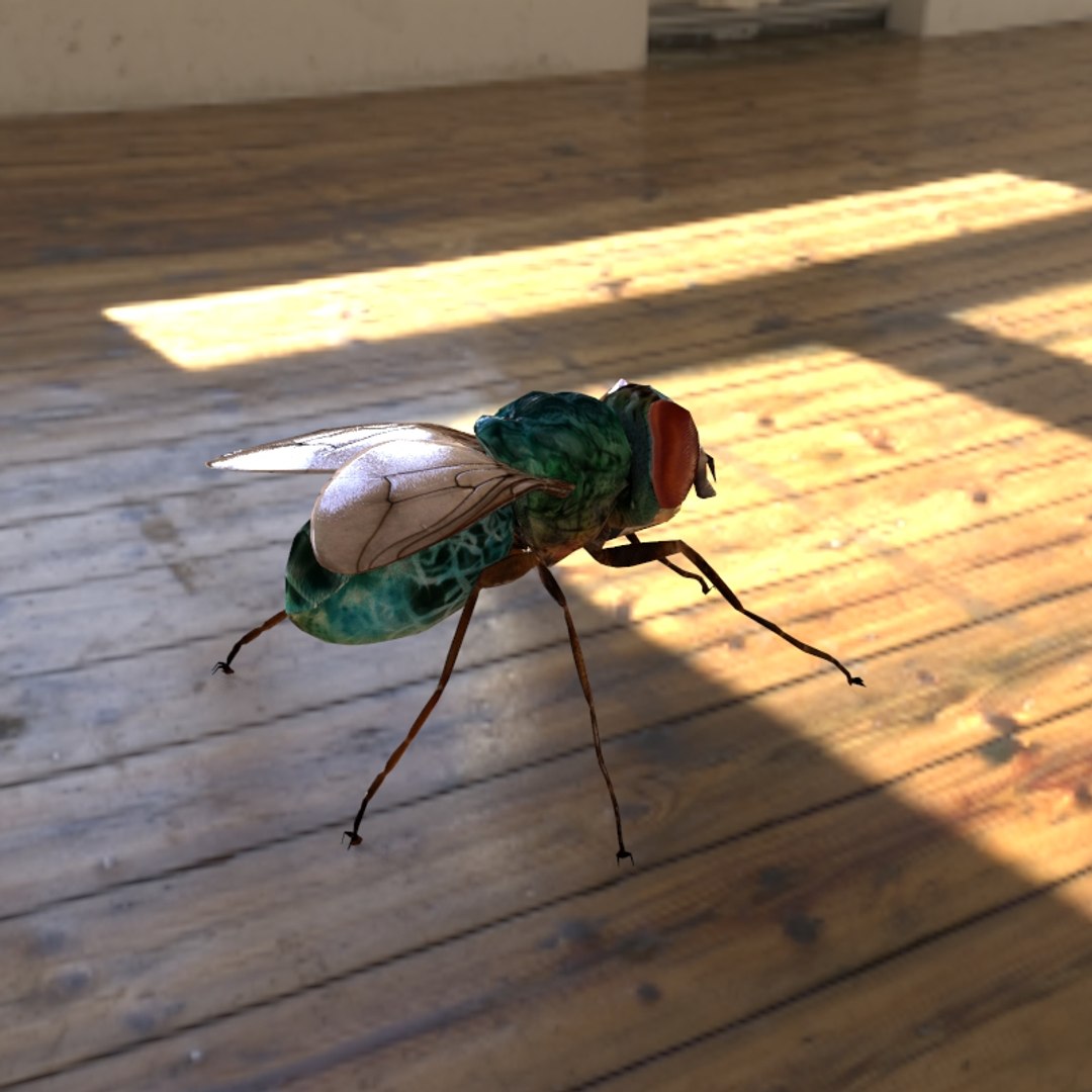3D Model Fly - TurboSquid 1422472