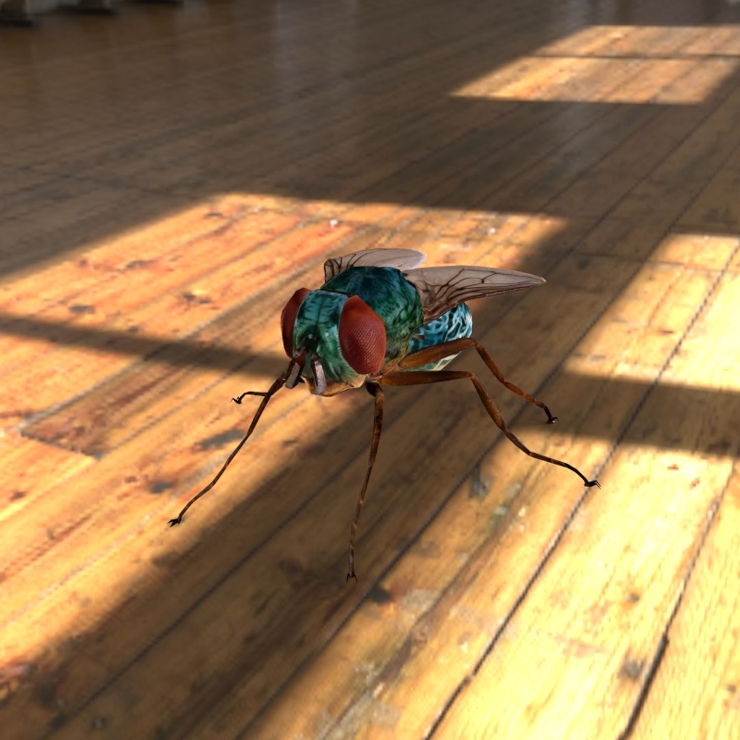 3D Model Fly - TurboSquid 1422472