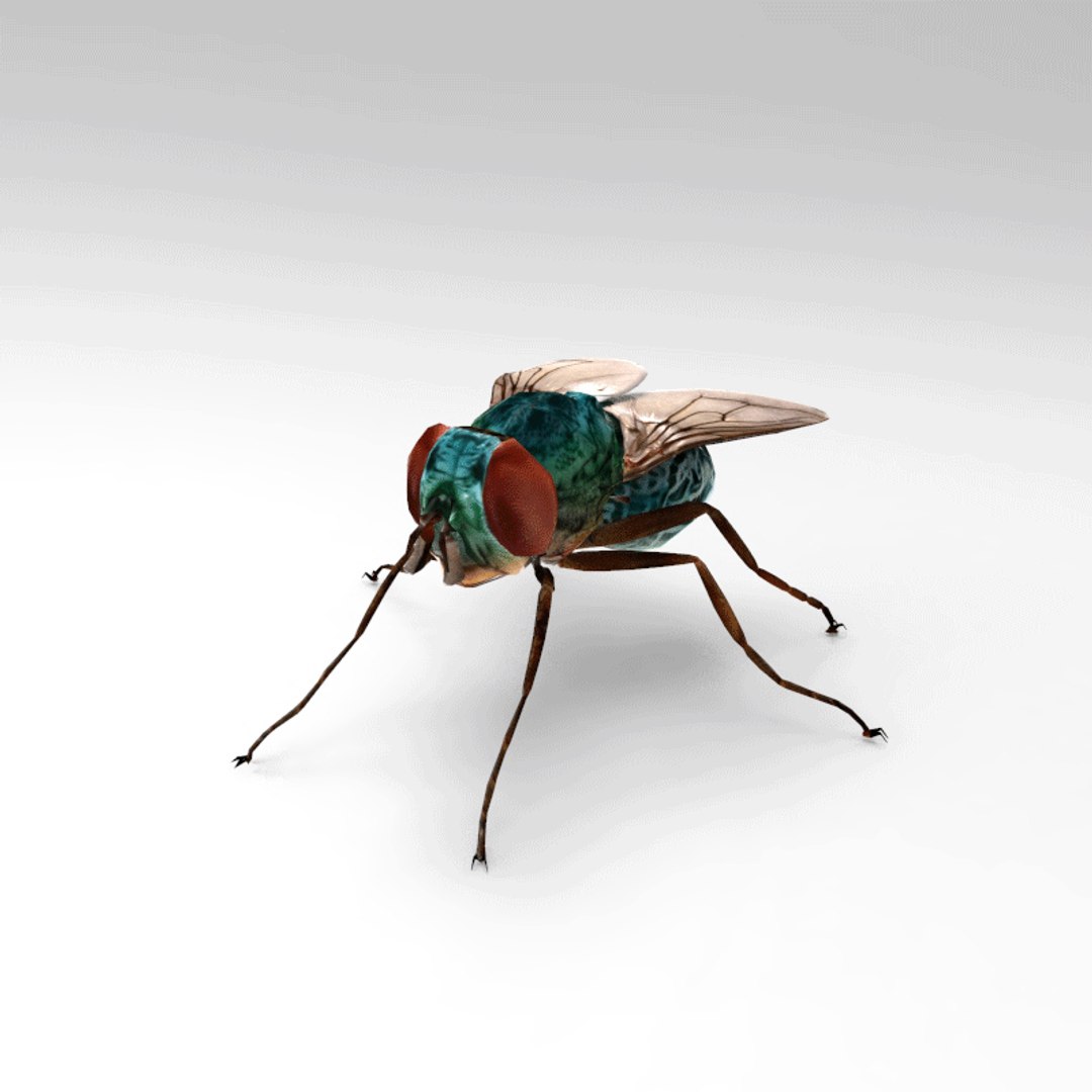 3D Model Fly - TurboSquid 1422472