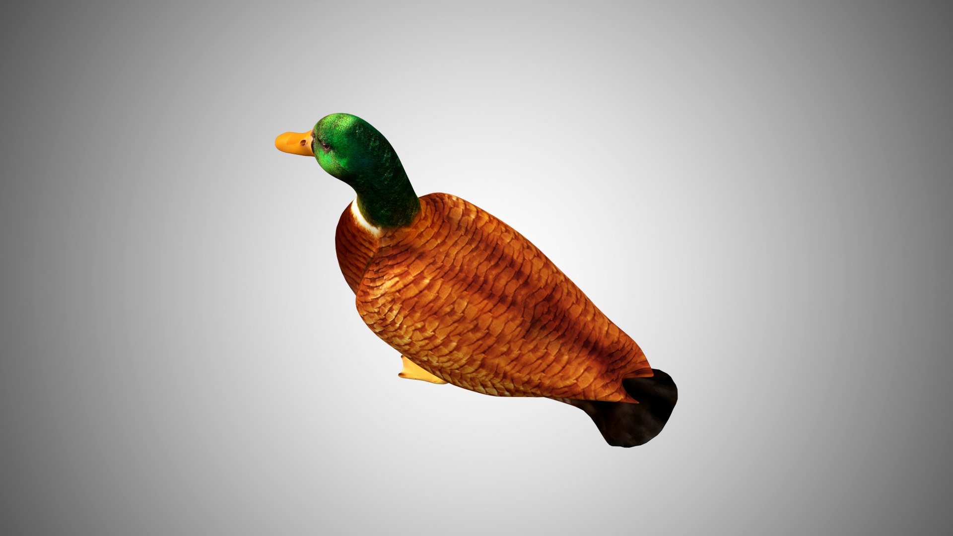 Mallard Duck 3D - TurboSquid 1605688